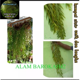 Jual Promo 5 jenis tanaman hias rumpai/kumpai terbaik | Shopee Indonesia