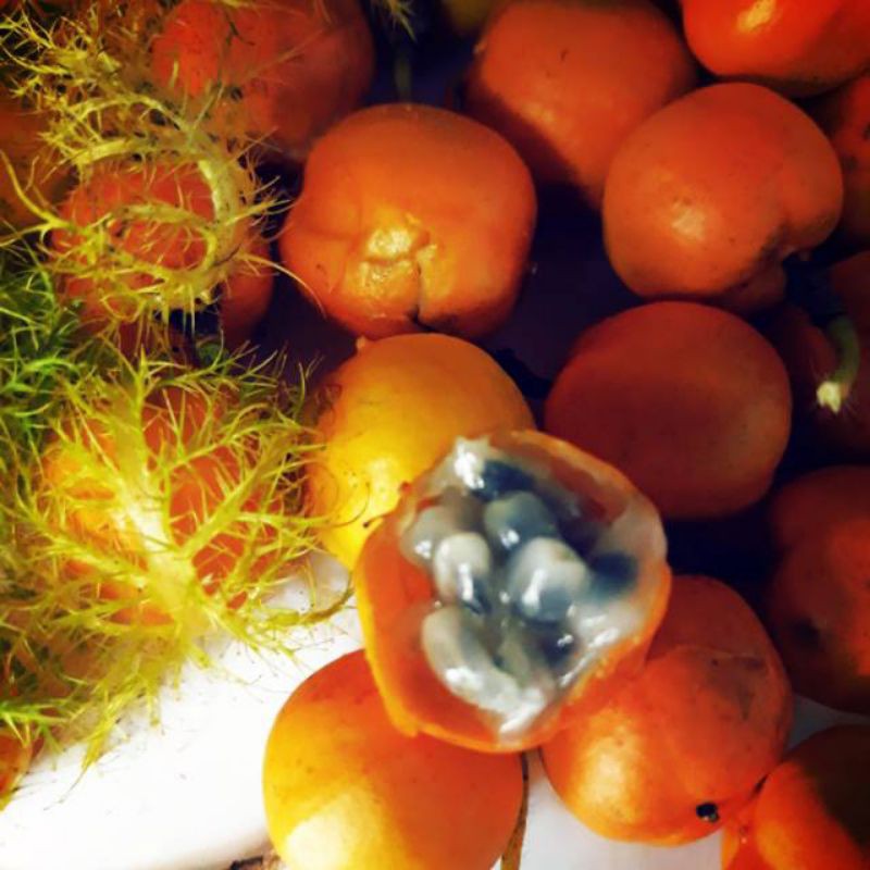 Jual 5 Benih Rambusa / Rambutan Hutan | Shopee Indonesia