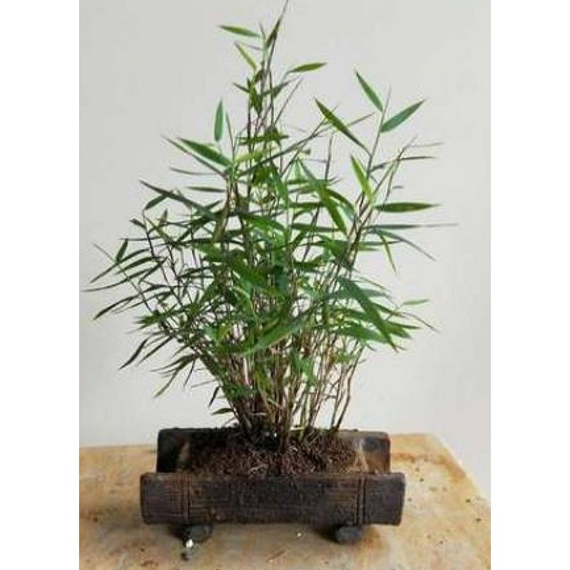 Jual RUMPUT BAMBU MINI / MICRO | Shopee Indonesia