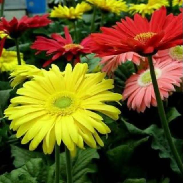 Jual Benih Bunga Garbera. | Shopee Indonesia