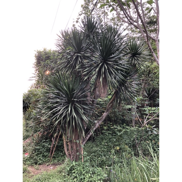 Jual Pohon Pandan Bali Big Size Batang Drupping | Shopee Indonesia
