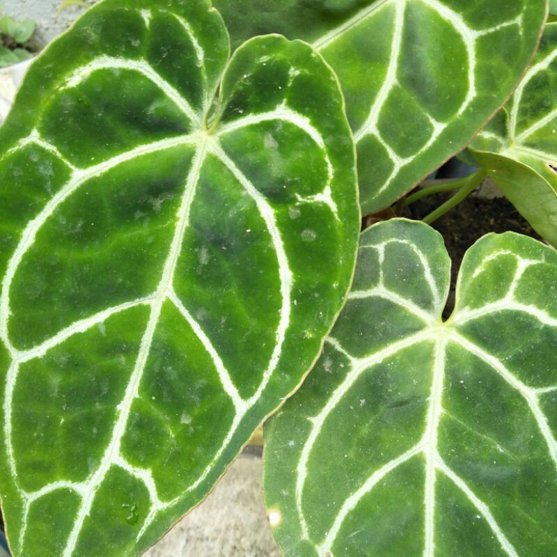 Jual Bunga Kuping Gajah (Anthurium Crystalium) | Shopee Indonesia