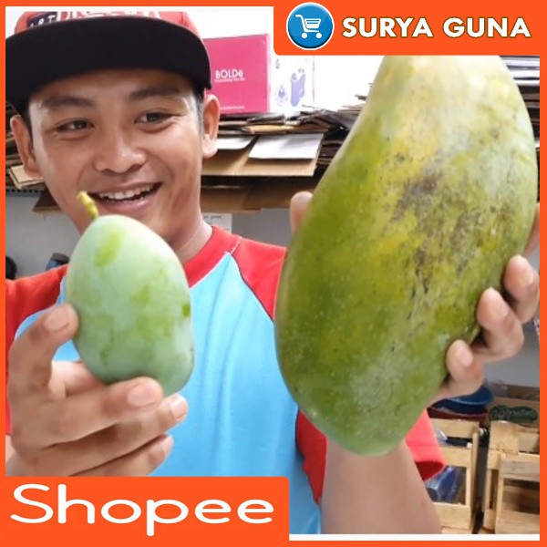 Jual jual entres mangga mahatir jumbo entres bibit mangga unggulan ... Jual jual entres mangga mahatir jumbo entres bibit mangga unggulan ...