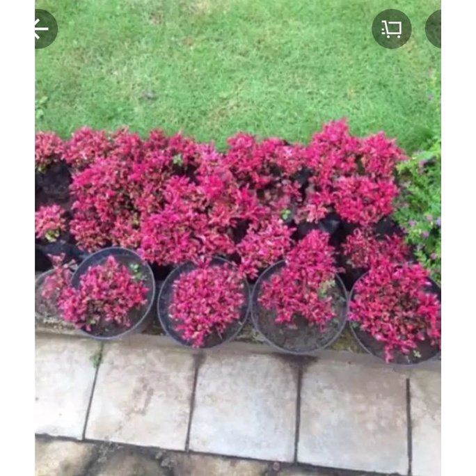 Jual PAKET 4 TANAMAN krokot merah / tanaman hias krokot merah / tanaman ...