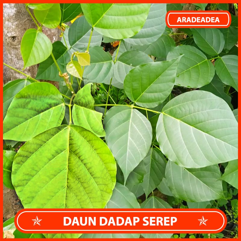 Jual Daun Dadap Serep Segar 250 Gram | Shopee Indonesia