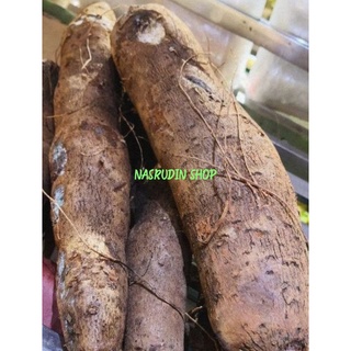 Jual UMBI UWI 1KG SEGAR / BIBIT UMBI UWI / DIOSCOREA ALATA / HUWI / UWI ...