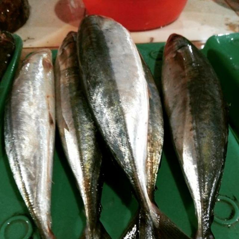 Jual Ikan basah salam isi 500gram | Shopee Indonesia