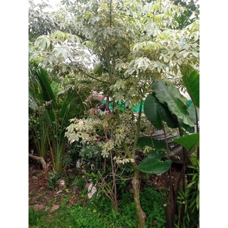 Jual pohon kapuk variegata | Shopee Indonesia