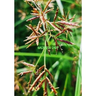 Jual RUMPUT TEKI LADANG UTUH 10 POHON / CYPERUS ROTUNDUS / DAUN TEKI ...