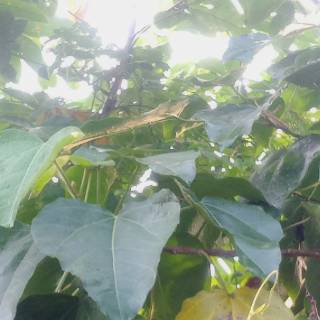 Jual Jual daun kemiri/muncang Indonesia|Shopee Indonesia