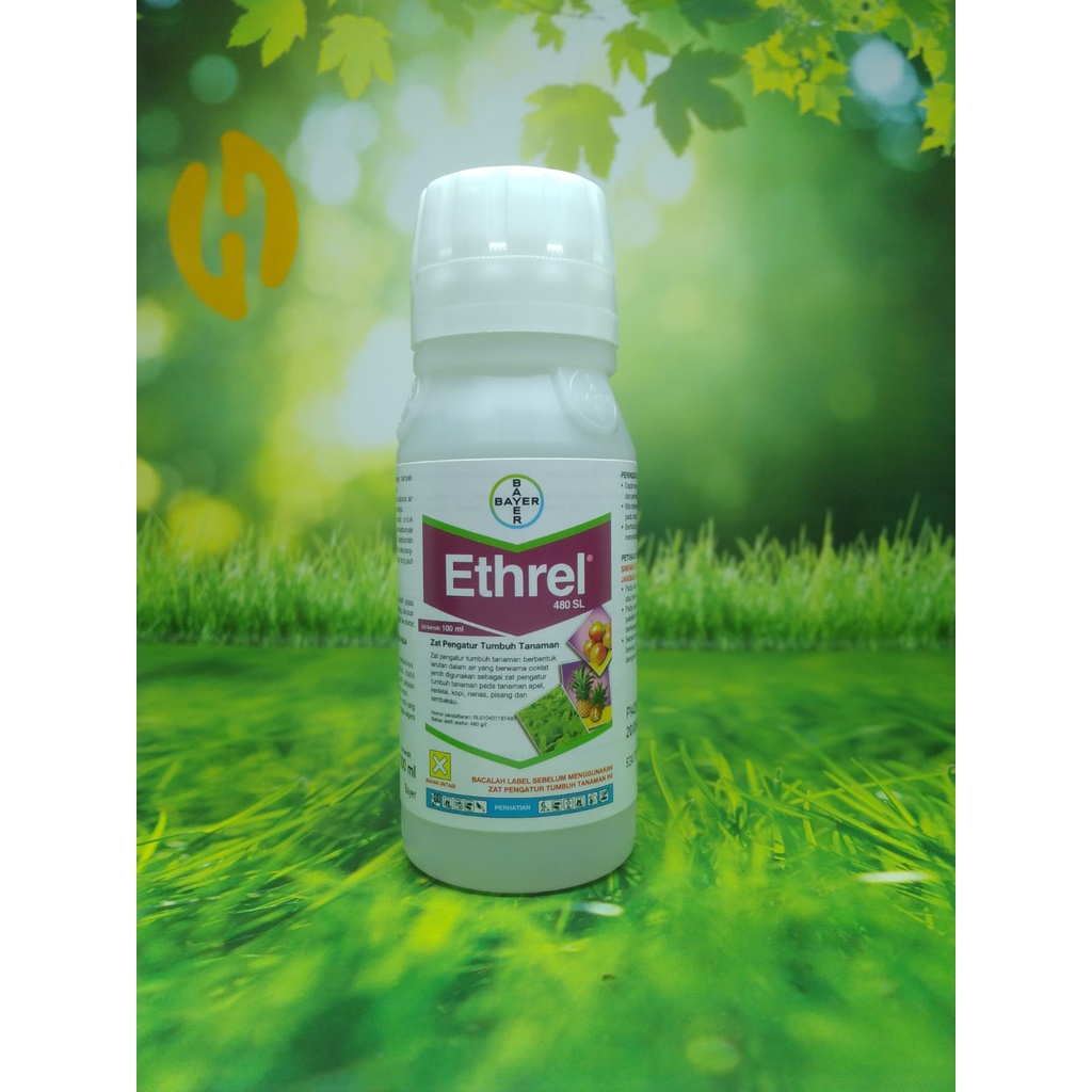 Jual Ethrel Zat Pematang Buah 100ml | Shopee Indonesia