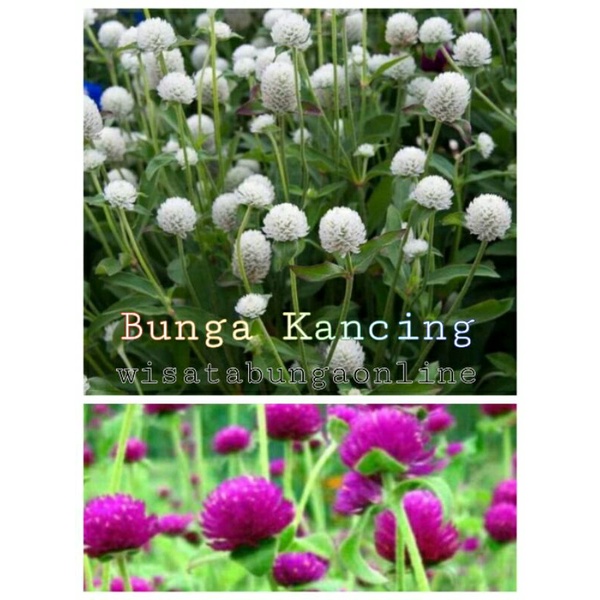 Jual Tanaman Hias Bunga Kancing Knop/Bunga Rogoino | Shopee Indonesia