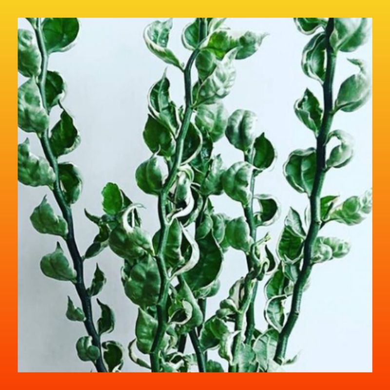 Jual Tanaman Hias Euphorbia Tithymaloides Variegata Bunga Patah Tulang ...