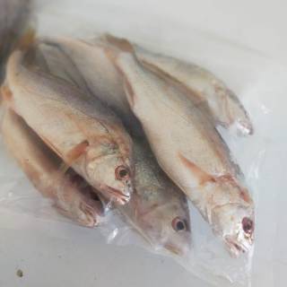 Jual Ikan Samge | Shopee Indonesia
