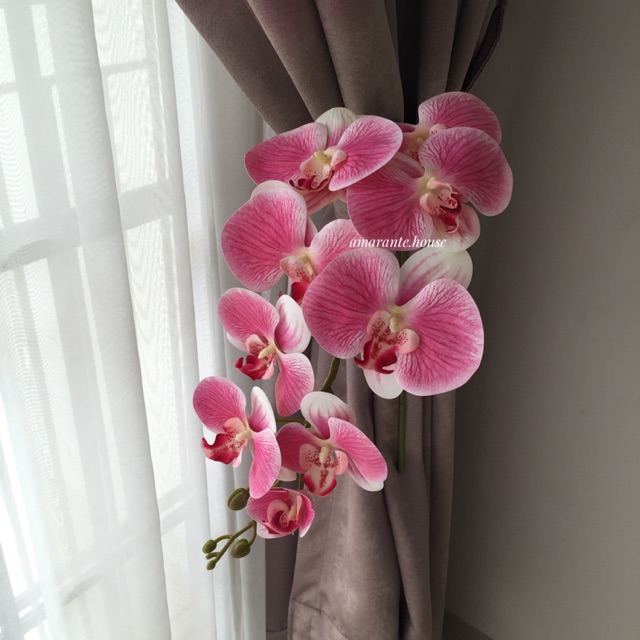 16+ Gambar Bunga Anggrek Pink yang Mantul! - Informasi Seputar Tanaman Hias