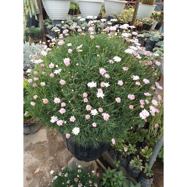 Jual TANAMAN BUNGA DAISY - TANAMAN KENIKIR COSMOS - TANAMAN HIAS ...