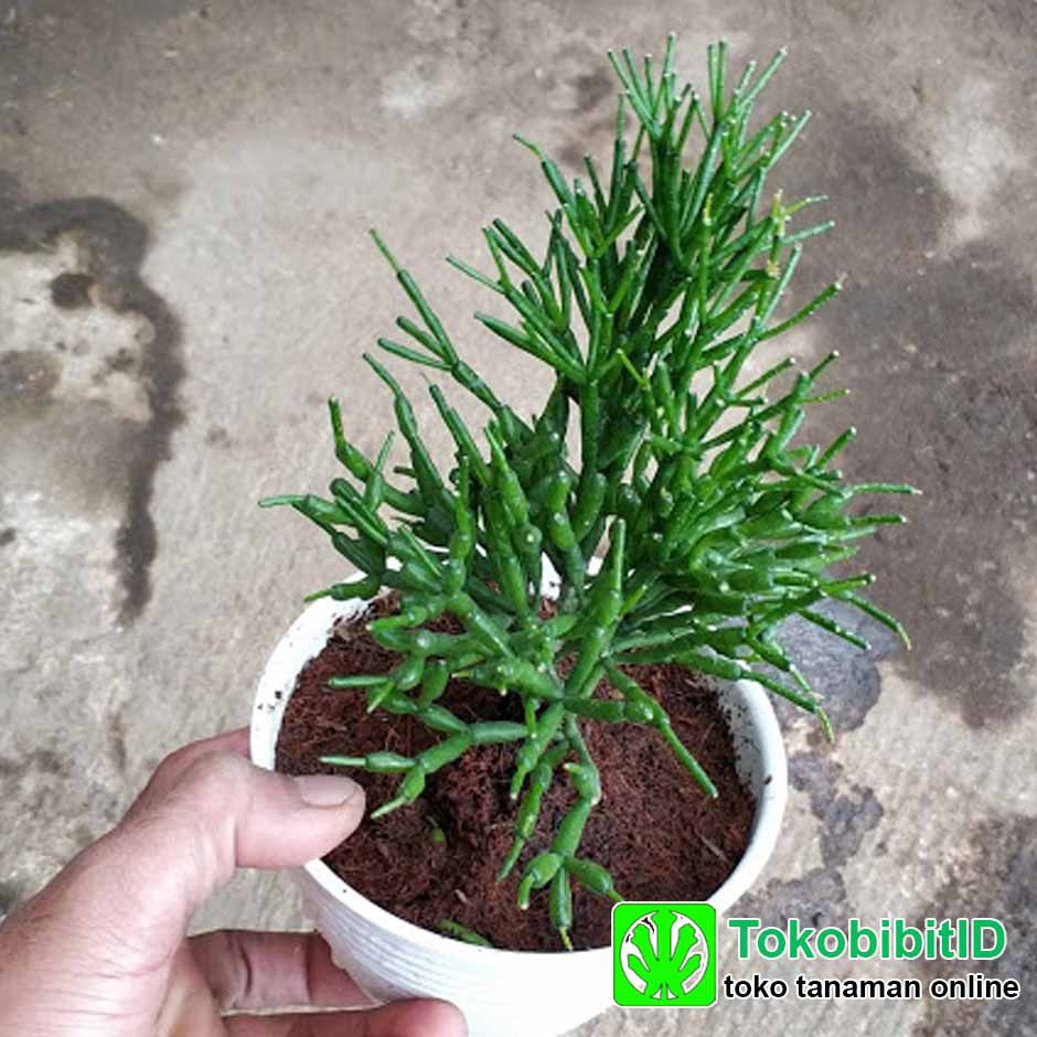 31+ Gambar Bunga Hias Dari Lidi - Gambar Bunga Indah