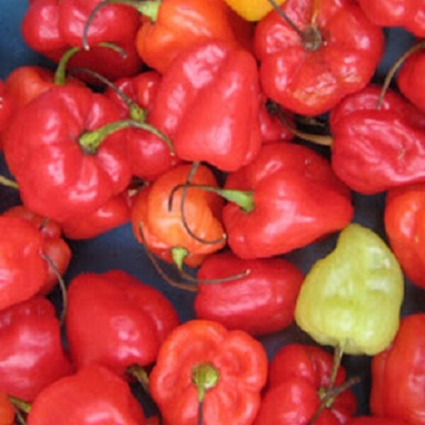 Jual Benih Biji Bibit Cabe Katokkon Toraja Kecil Cabai Super Pedas ...