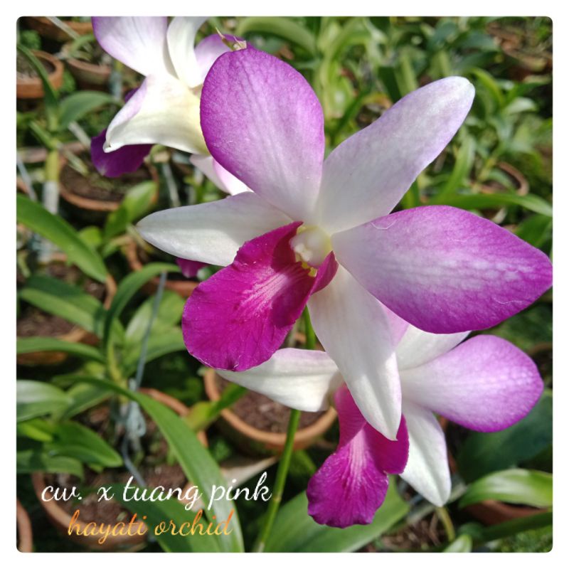 Jual Anggrek Dendrobium Charming white x tuang pink | Shopee Indonesia