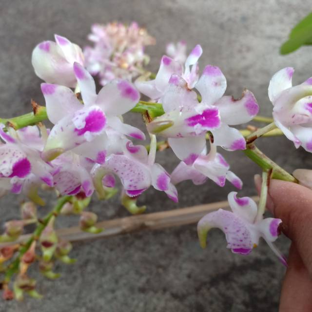 Terbaru 13+ Bunga Anggrek Kuku Macan - Gambar Bunga Indah