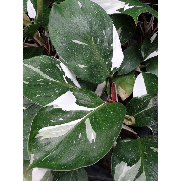 Jual Philodendron White Knight / Philo White Knight / Philo WK | Shopee ...