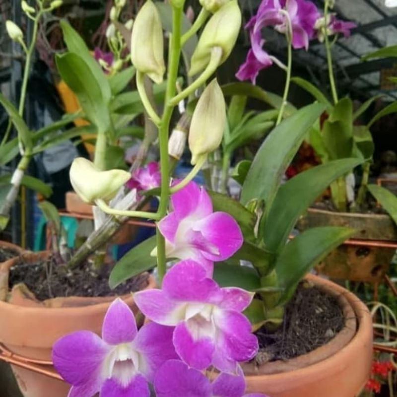 Jual NEW!! ANGGREK DENDROBIUM KNOP SPIKE BUNGA RANDOM | Shopee Indonesia