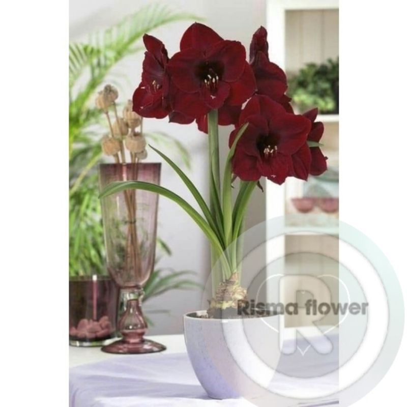 Jual Tanaman hias Bakung amarilis bunga merah ati - hati ( Pohon ...