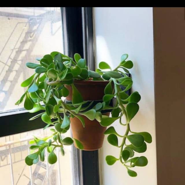 Jual TANAMAN HIAS WEEPING JADE PLANT / SUCULENT GANTUNG CANTIK | Shopee ...