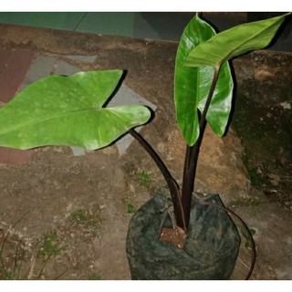Jual alocasia black jack sente batang hitam sente wulung | Shopee Indonesia