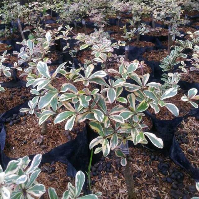 Jual Pohon Sambang Dara Tanaman Border | Shopee Indonesia