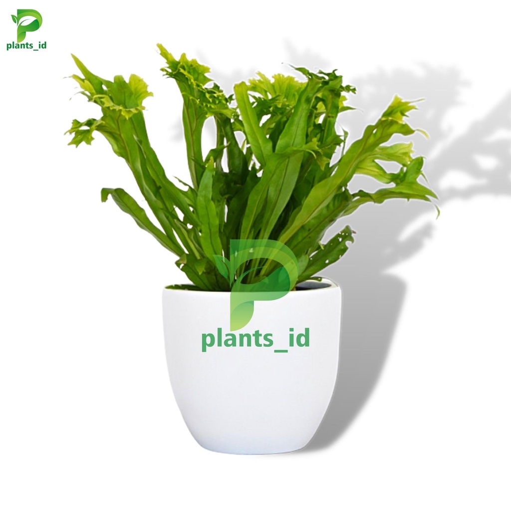 Jual Paku tanduk Rusa Tanah Tanaman Hias Indor Paku Tanduk Rusa Tanah ...