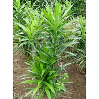 Jual Daun Suji fres 20 lembar , daun suji herbal , daun herbal , pohon ...