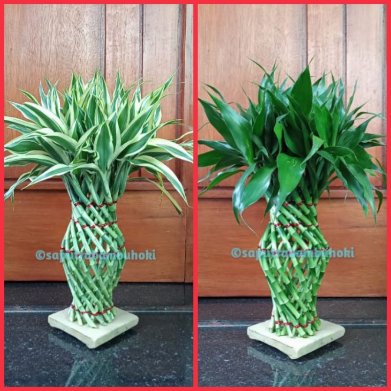 Jual Bambu Hoki / Bambu Rejeki Model Guci Dan Nanas 15 Tinggi 30-35cm ...