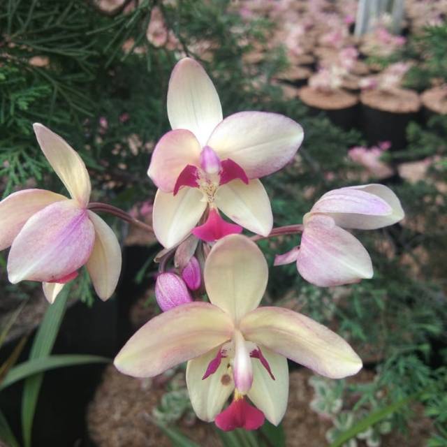 Jual Anggrek tanah mini | Shopee Indonesia