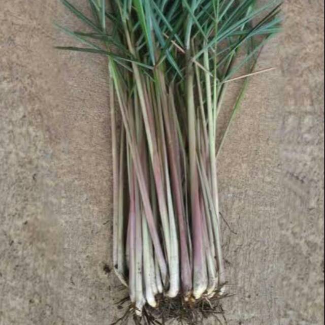 Jual Sereh Wangi atau Sereh Merah pertangkai | Shopee Indonesia