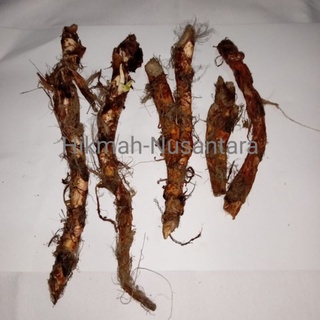 Jual Bibit/umbi/pohon Jeringau/Dringo | Shopee Indonesia