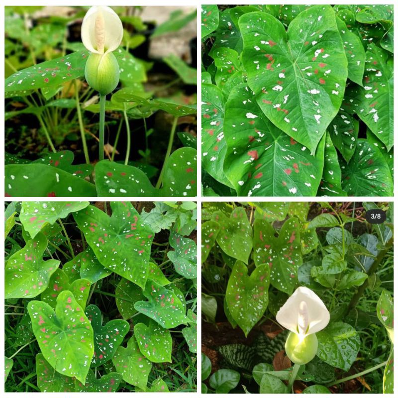 Jual Tanaman Caladium Tumbuhan Hias Hidup Keladi Tricolor Indonesia ...