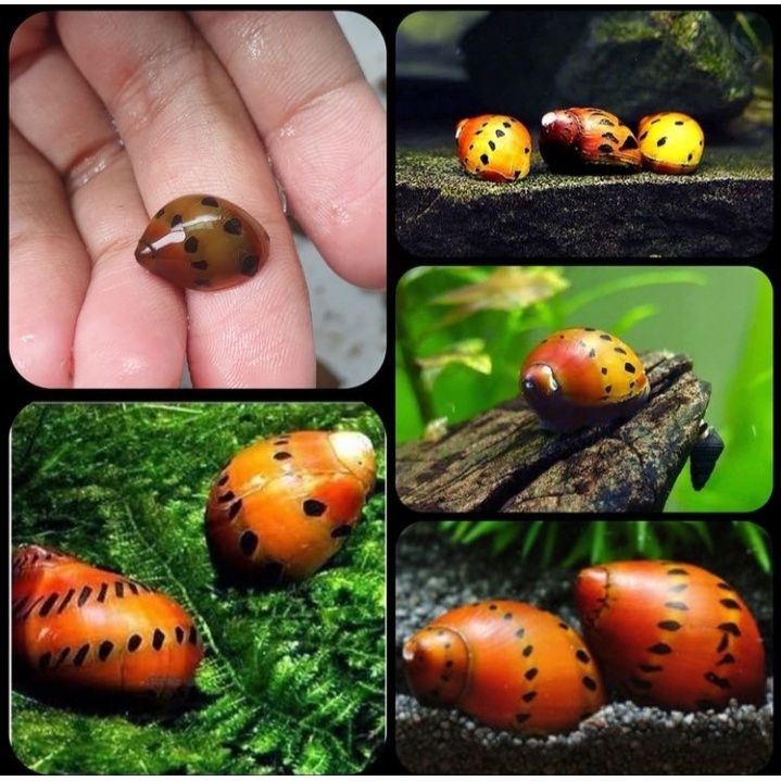 Jual Keong Bawang / Keong Hias Aquascape / Keong Untuk Pembersih Lumut ...