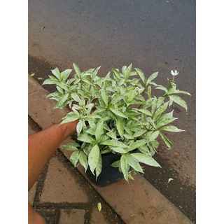 Jual Tanaman sabrina putih, melati jepang mini, sabrina hijau/ijo ...