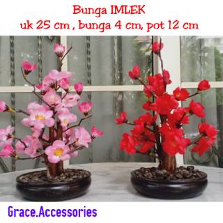 Jual Pohon bunga imlek meihua sakura mehwa | Shopee Indonesia