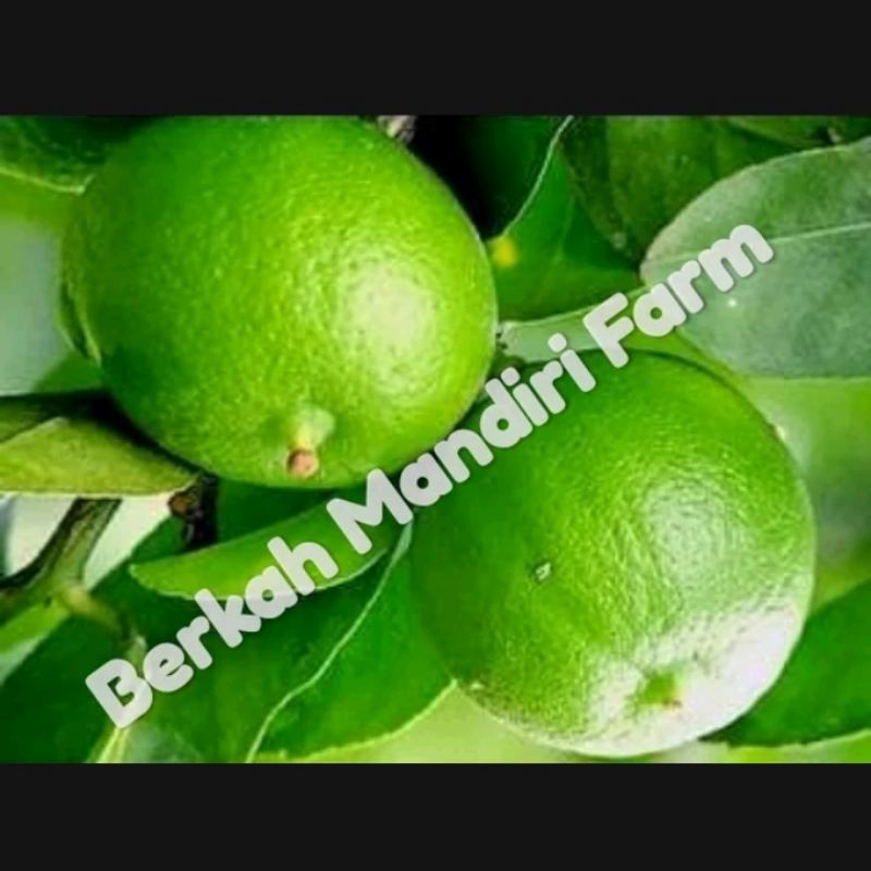 Jual Jeruk Nipis - Bibit Tanaman Jeruk Nipis sambung pucuk (okulasi ... Jual Jeruk Nipis - Bibit Tanaman Jeruk Nipis sambung pucuk (okulasi ...
