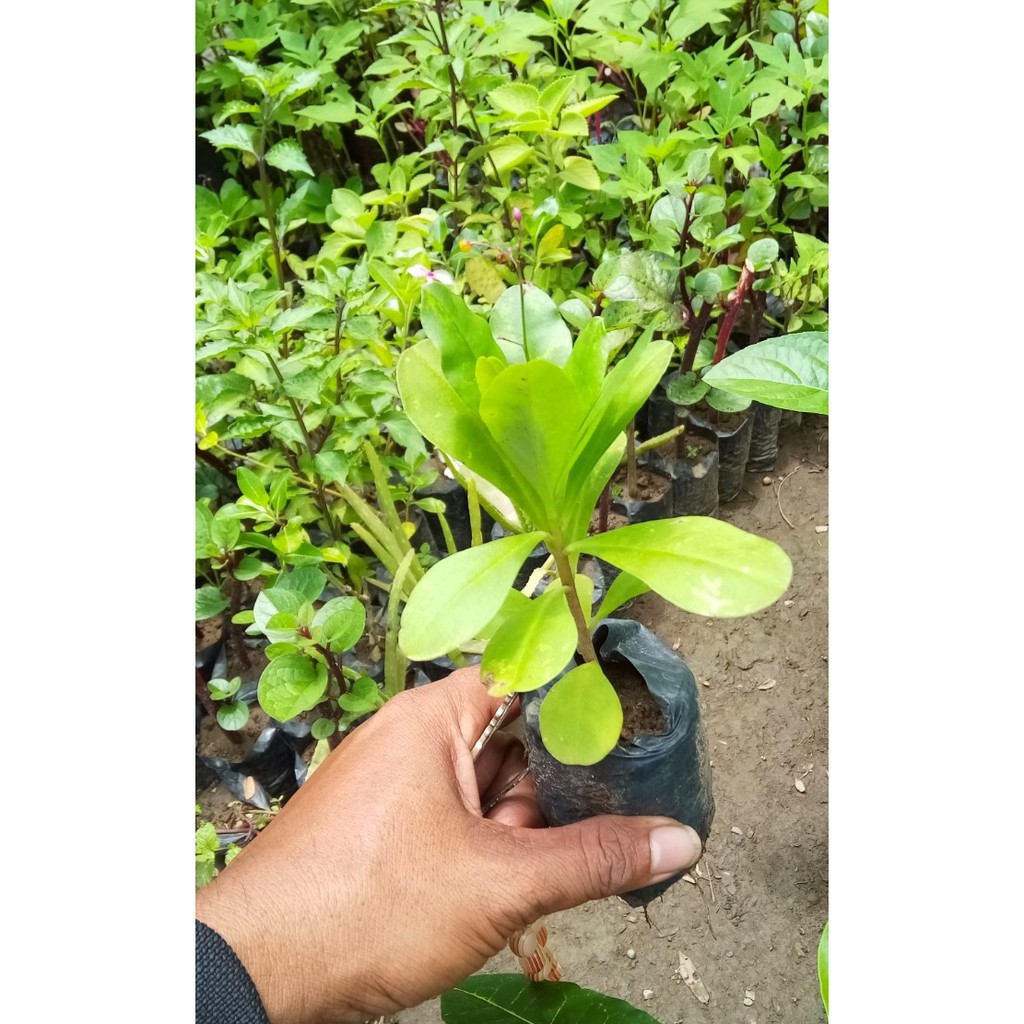Jual bunga ginseng Harga Terbaik & Termurah Desember 2022 | Shopee ...