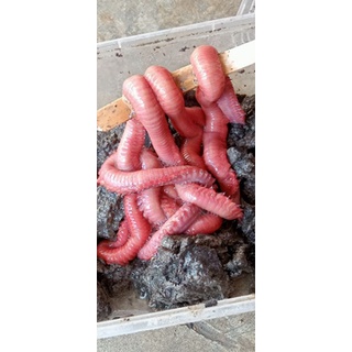 Jual cacing nipah biota laut amis khas | Shopee Indonesia