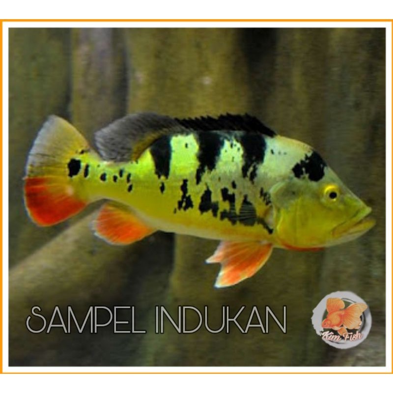 Jual Ikan Hias Pbas mono foto dan video asli! | Shopee Indonesia