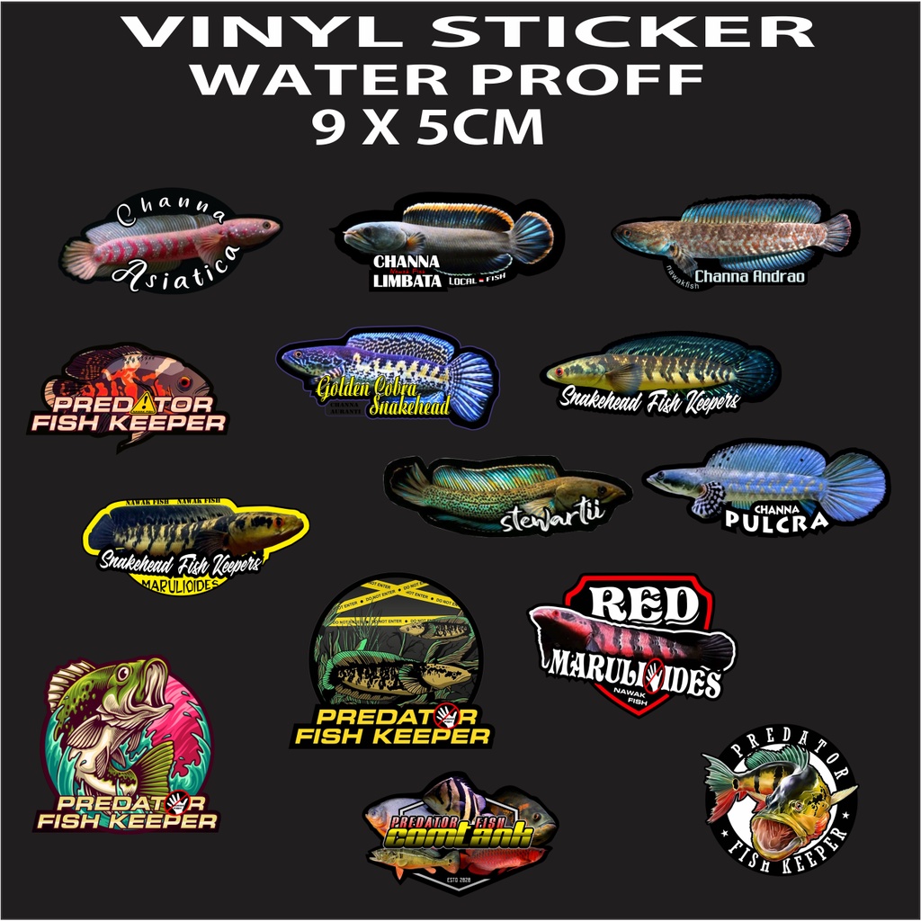 Jual STIKER AKUARIUM IKAN CHANNA MINI | Shopee Indonesia