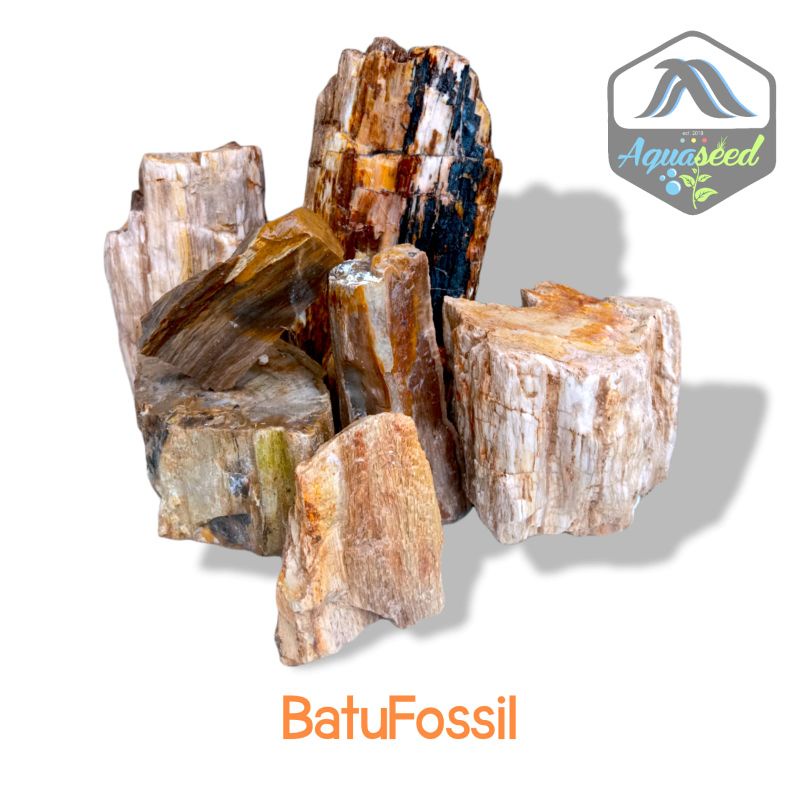 Jual Batu fosil Aquascape | Shopee Indonesia