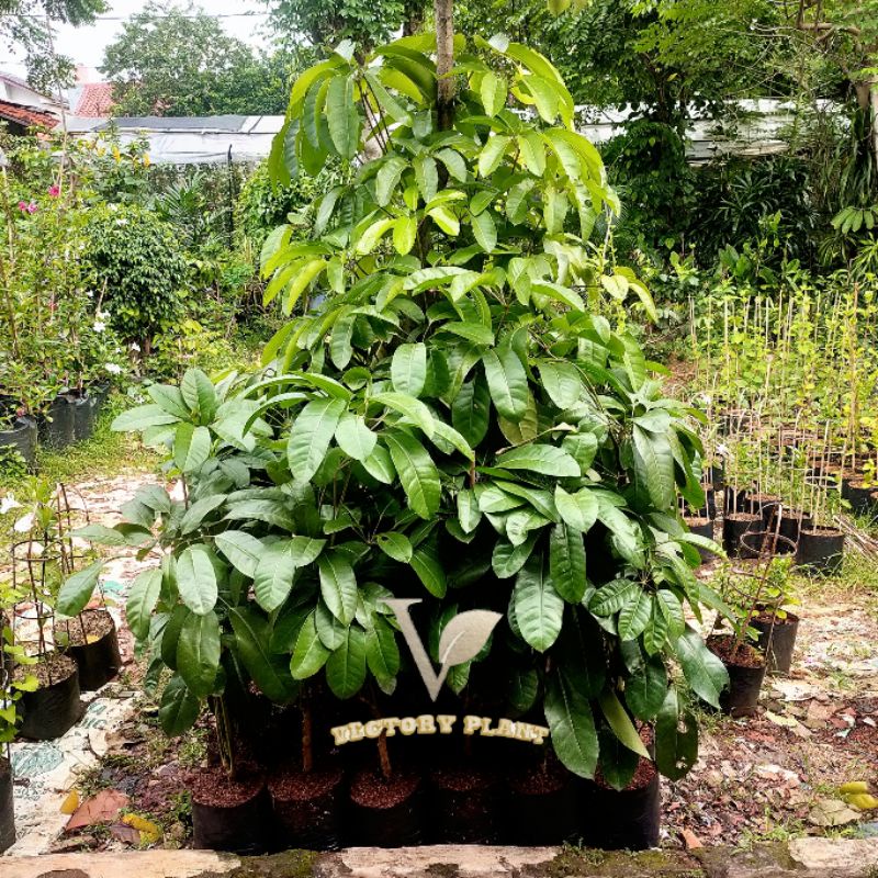 Jual Tanaman Hias Pohon Walisongo Hijau Daun Super Lebar Dan Rimbun ...