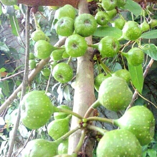 Jual Buah Loa / lo= ficus racemosa\ Buah Ara Segar 1 Kg | Shopee Indonesia