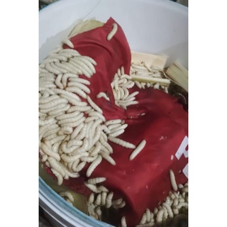 Jual ulat bambu/cekilung tersedia hingga november | Shopee Indonesia