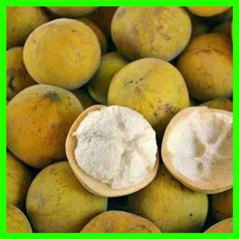 Jual buah kecapi sentul manis 1.5kg | Shopee Indonesia